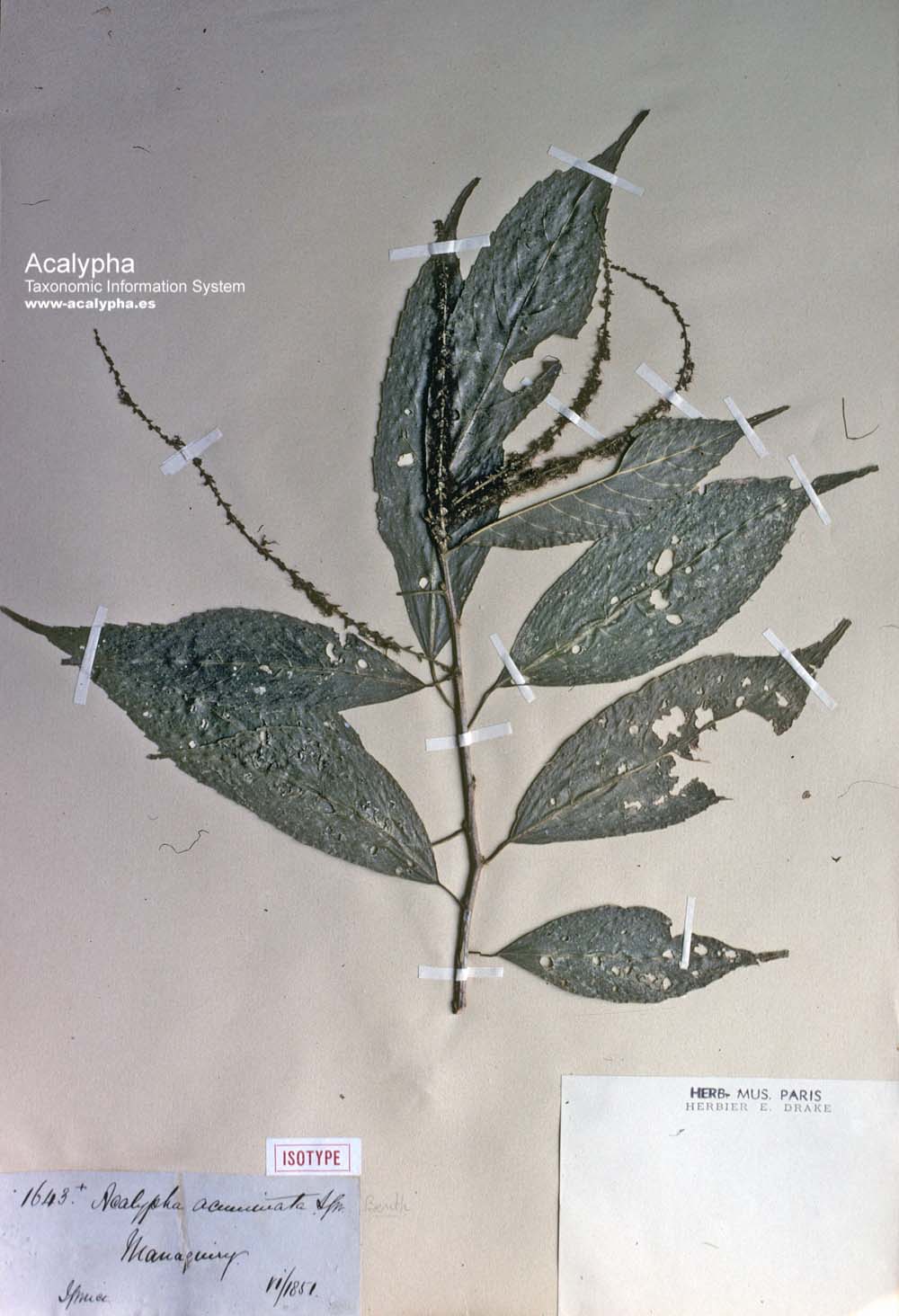 ACALYPHA | Taxonomic Information System